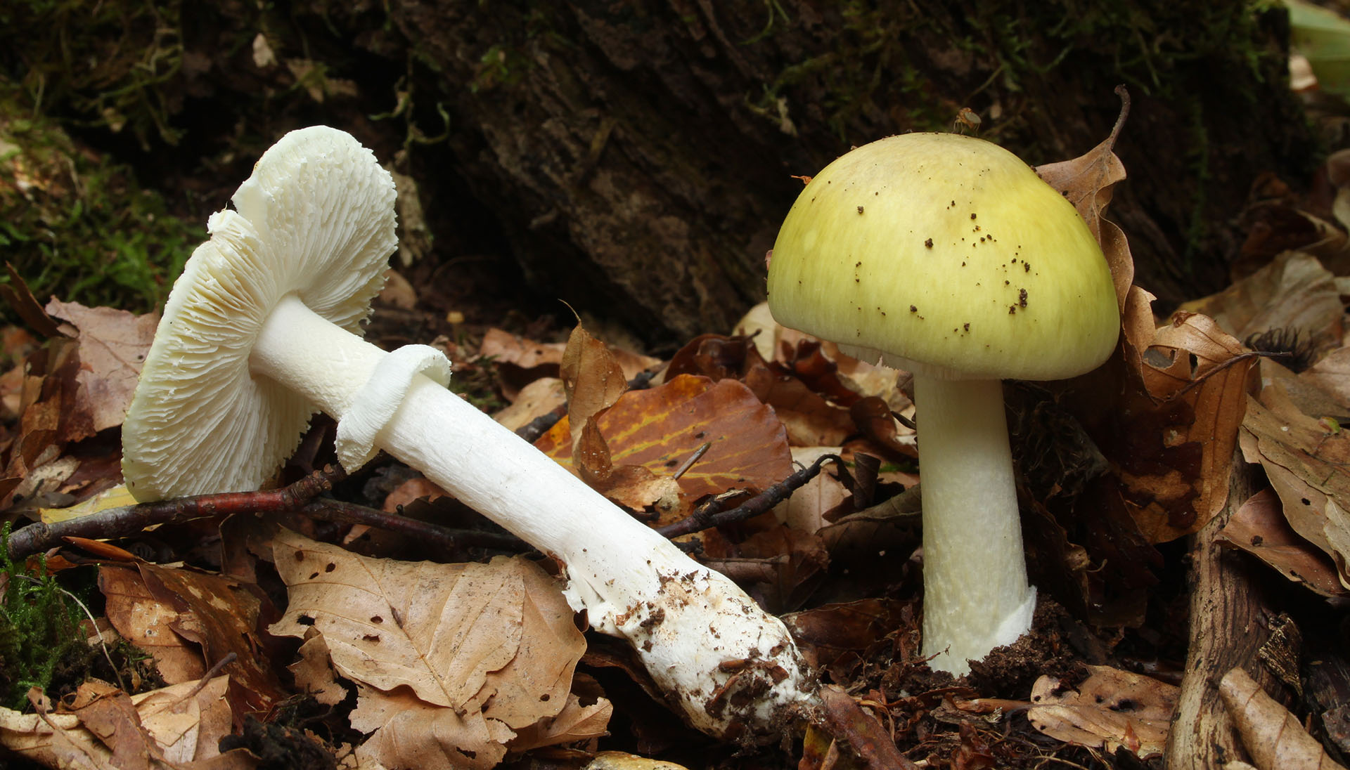Danmarks 5 giftigste svampe! - Naturmagasinet