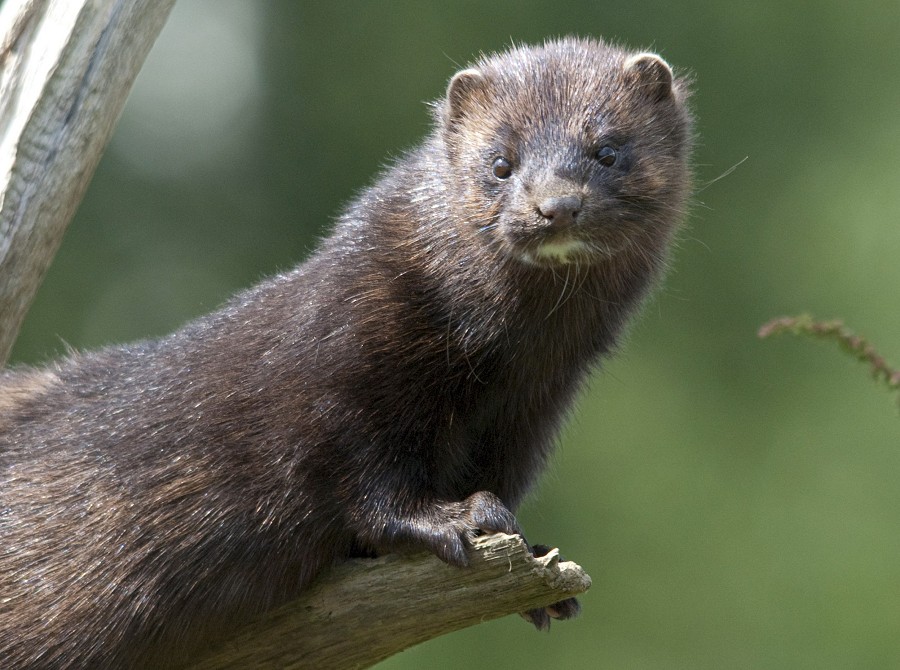 Den vilde mink i Danmark – en uønsket gæst i naturen - Naturmagasinet