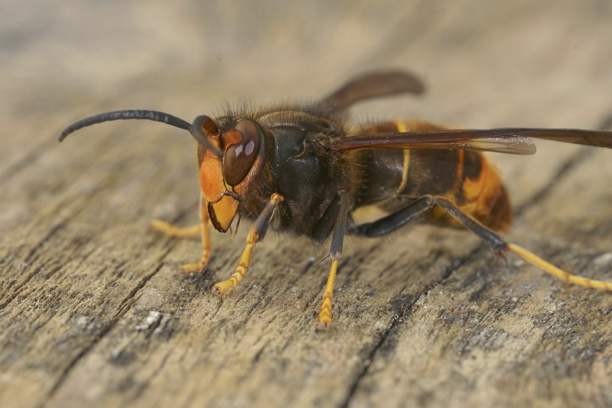 Asiatisk gulbenet gedehams er kommet til Danmark - Naturmagasinet