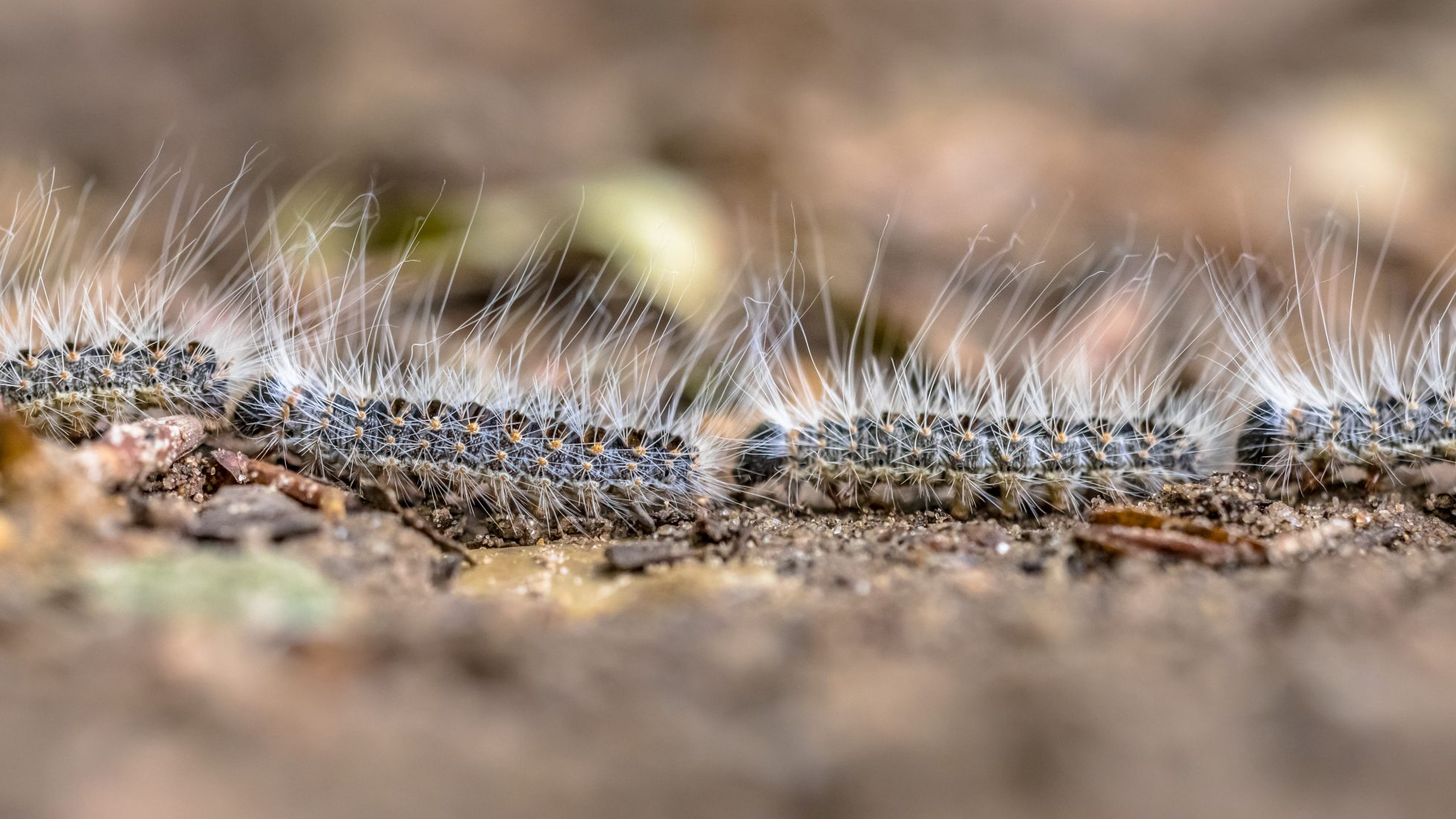 Giftige Ege-processionsspinder-larver fundet på Fyn - Naturmagasinet