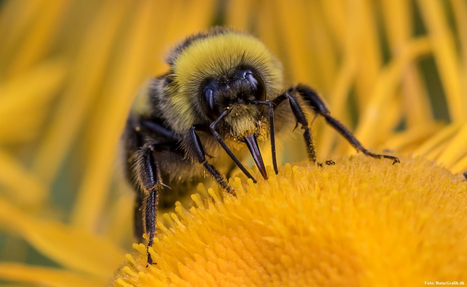 Humlebier, Bombus sp. - Naturmagasinet