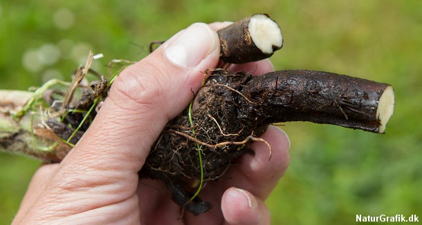 Kulsukker - sort som kul - sød som sukker. - Naturmagasinet