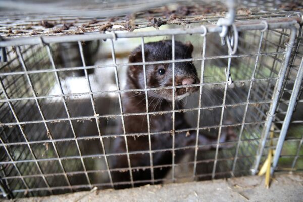 Den vilde mink i Danmark – en uønsket gæst i naturen - Naturmagasinet
