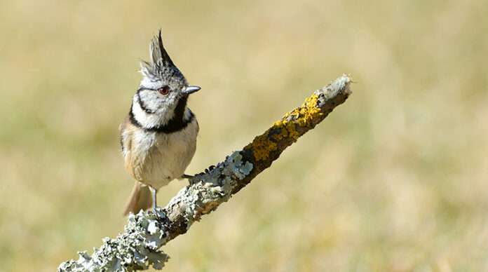 Mejserne - kend din mejse - Naturmagasinet